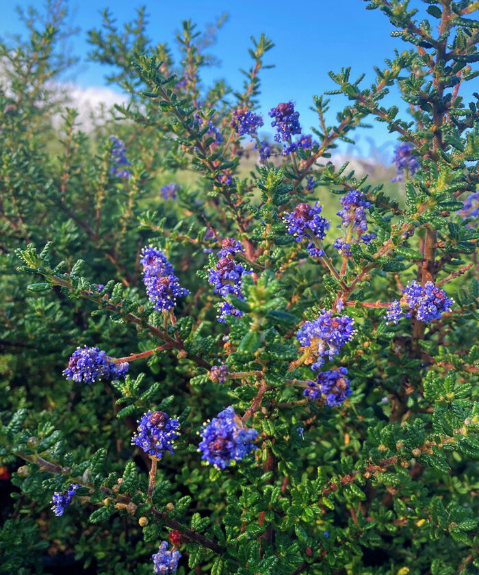 California Native Shrubs to Plant in Fall - Fine Gardening