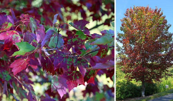 Plant These Trees for the Best Fall Color - Fine Gardening