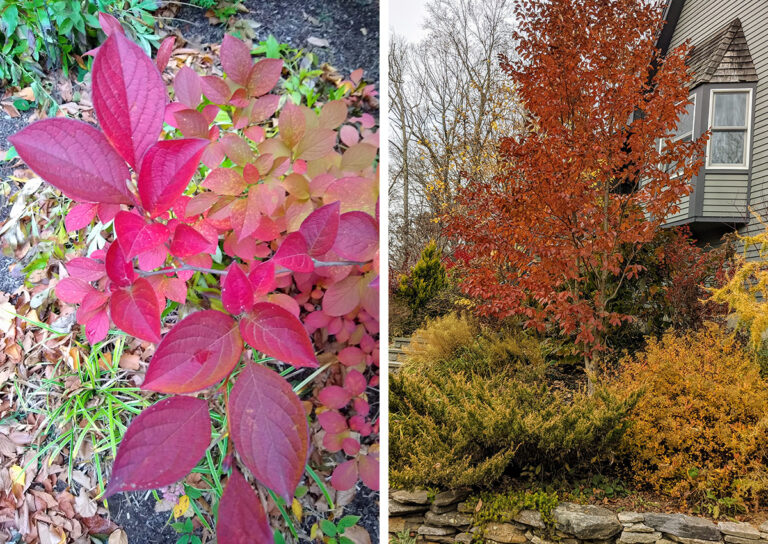 Plant These Trees for the Best Fall Color - Fine Gardening