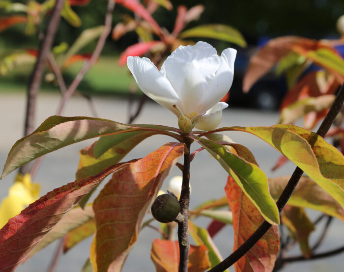 Plant These Trees for the Best Fall Color - Fine Gardening