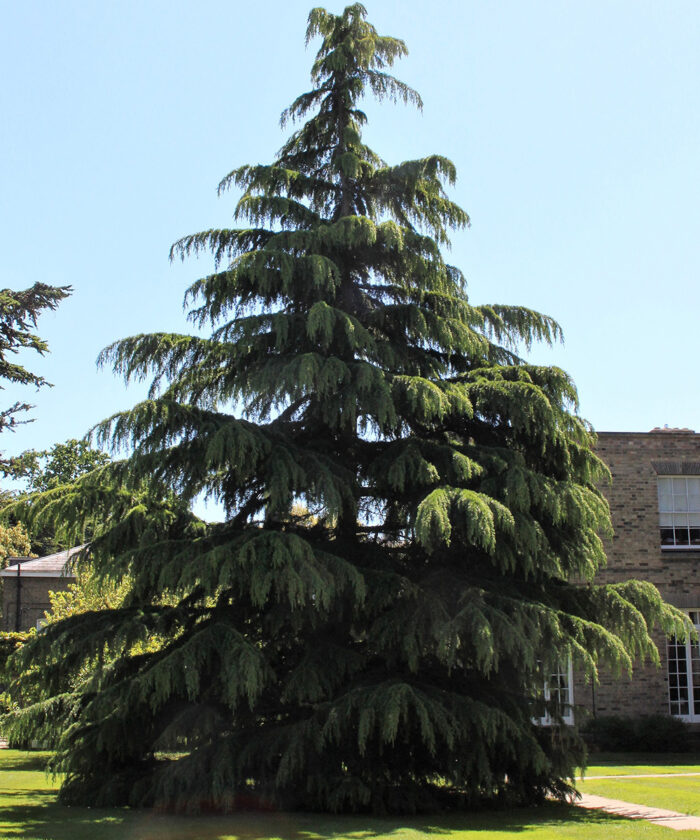 Two Dwarf Deodar Cedars for Year-Round Color - Fine Gardening