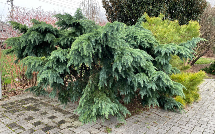 Two Dwarf Deodar Cedars for Year-Round Color - Fine Gardening