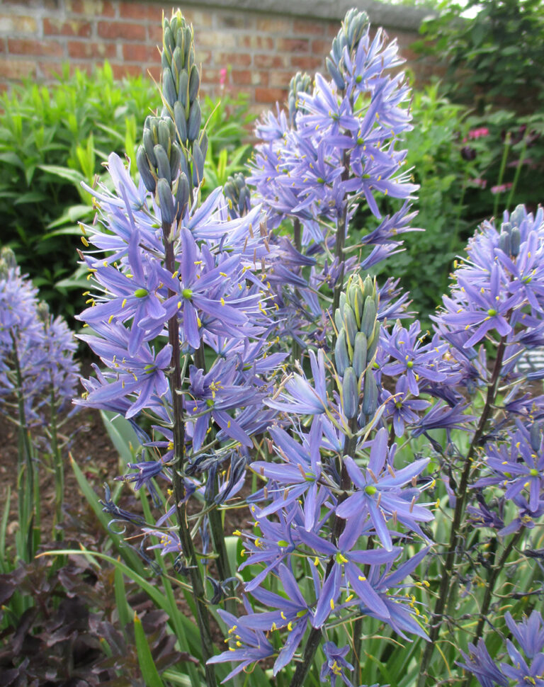 5 Unusual Bulbs for the Midwest - Fine Gardening