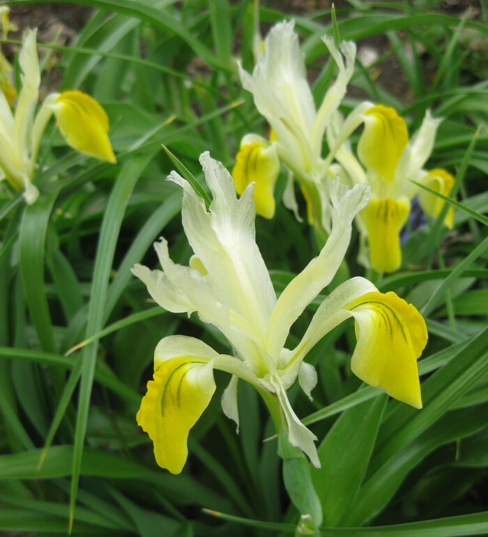 5 Unusual Bulbs for the Midwest - Fine Gardening