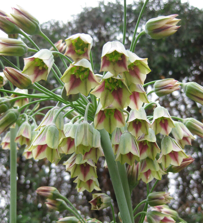5 Unusual Bulbs for the Midwest - Fine Gardening