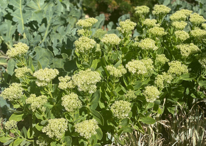 Upright Sedums Dazzle in Autumn - Fine Gardening