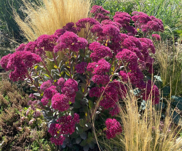 Upright Sedums Dazzle in Autumn - Fine Gardening
