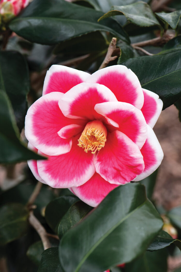 Interesting Broadleaf Evergreens for the Southern Plains - Fine Gardening