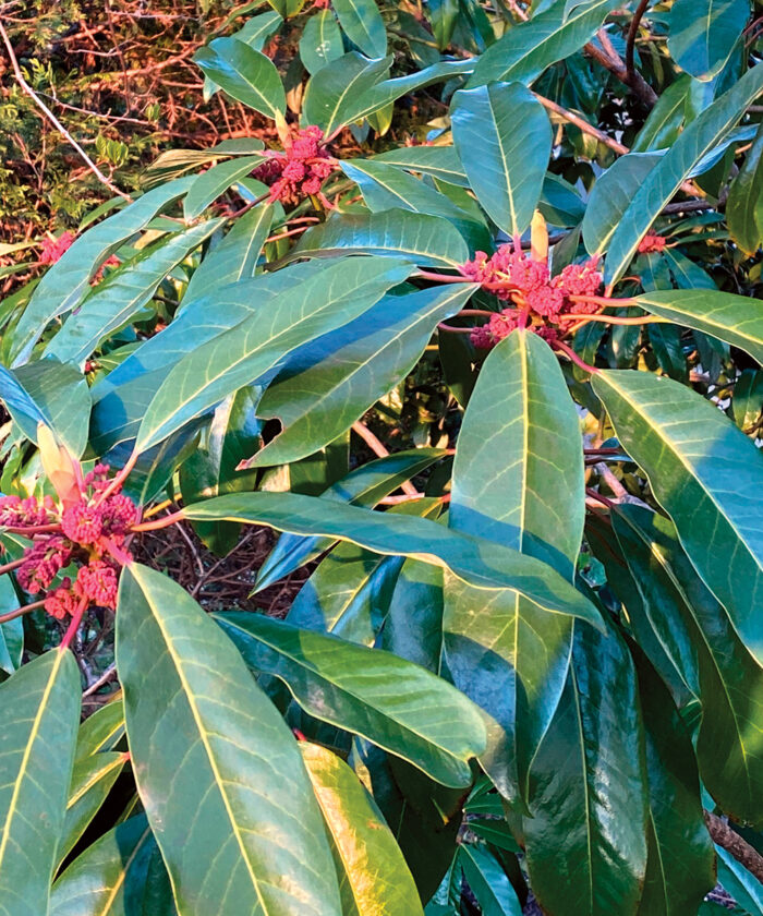 Interesting Broadleaf Evergreens for the South - Fine Gardening