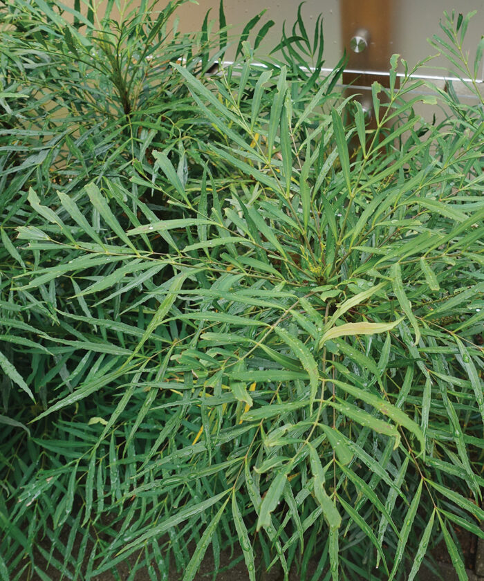 Interesting Broadleaf Evergreens for the Mid-Atlantic - Fine Gardening