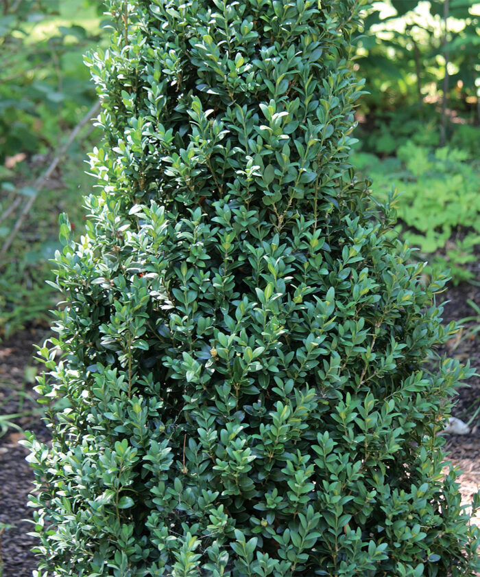 Interesting Broadleaf Evergreens for the Northeast - Fine Gardening