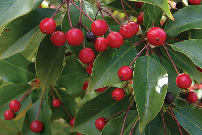 10 Uncommon Holly, Winterberry, and Inkberry Varieties to Spark Winter ...