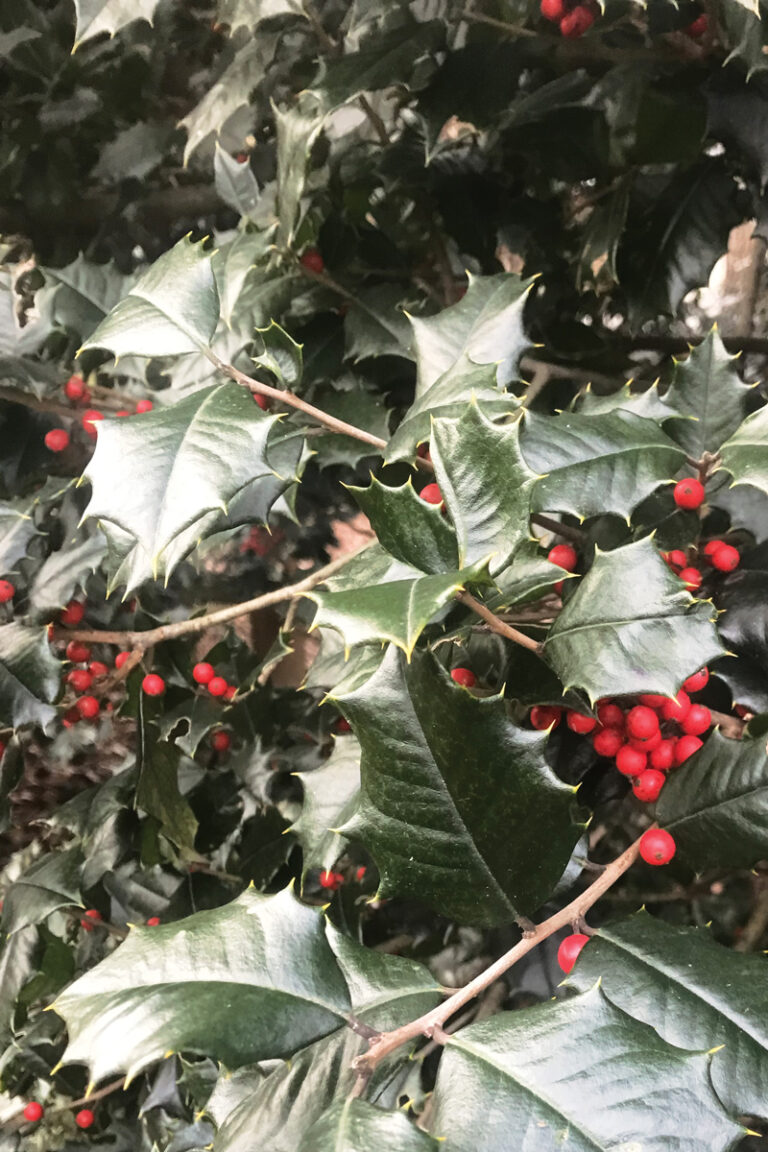 10 Uncommon Holly, Winterberry, and Inkberry Varieties to Spark Winter ...