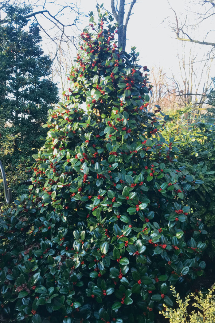 10 Uncommon Holly, Winterberry, and Inkberry Varieties to Spark Winter ...