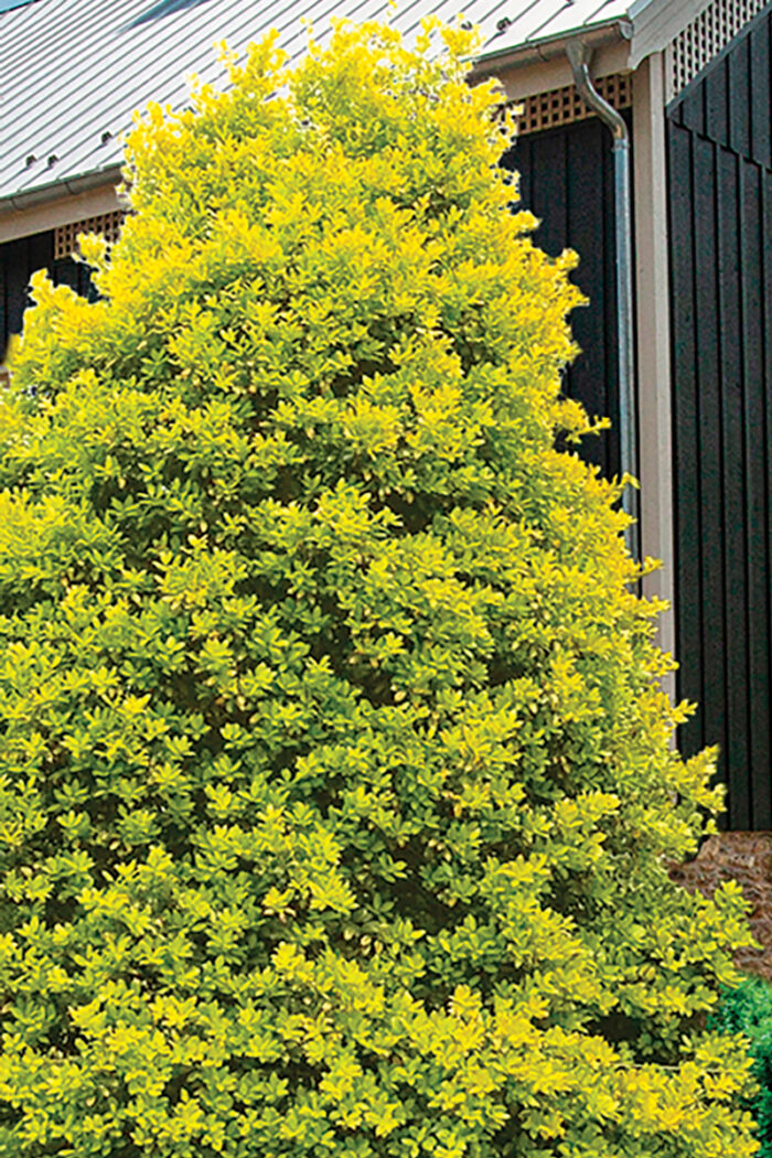 10 Uncommon Holly, Winterberry, and Inkberry Varieties to Spark Winter ...