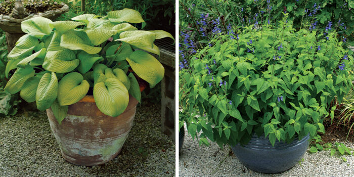 Planting a Pot with Only One Plant - Fine Gardening