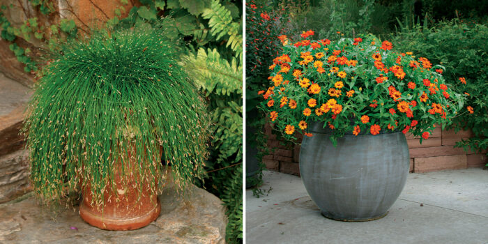 Planting a Pot with Only One Plant - Fine Gardening