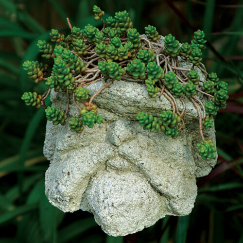 Planting a Pot with Only One Plant - Fine Gardening