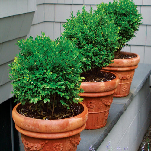 Planting a Pot with Only One Plant - Fine Gardening