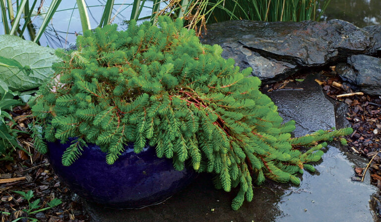 How to Make a Water Garden in a Pot - Fine Gardening