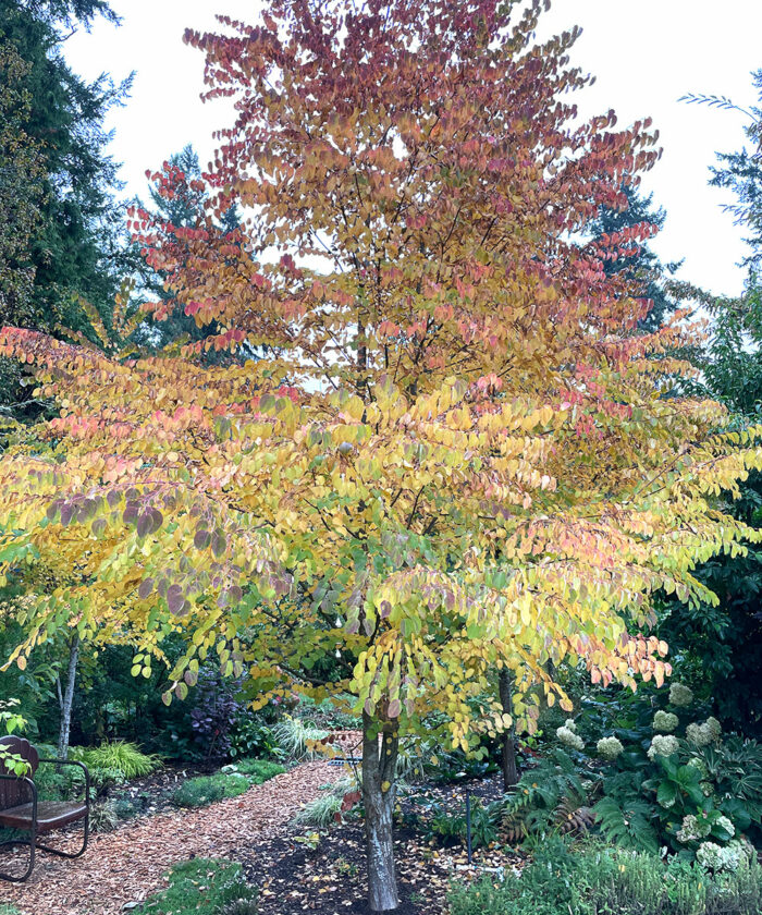 Trees With Great Fall Color for the Northwest - Fine Gardening