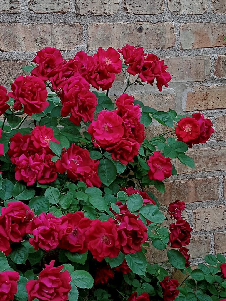 Gardening for a Friend - Fine Gardening