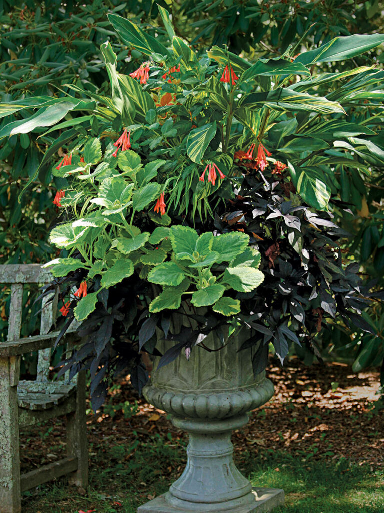 Stand-Out Designs for Stand-Alone Containers: Part 2 - Fine Gardening