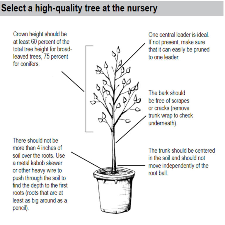 Tree Shopping Tips - Fine Gardening