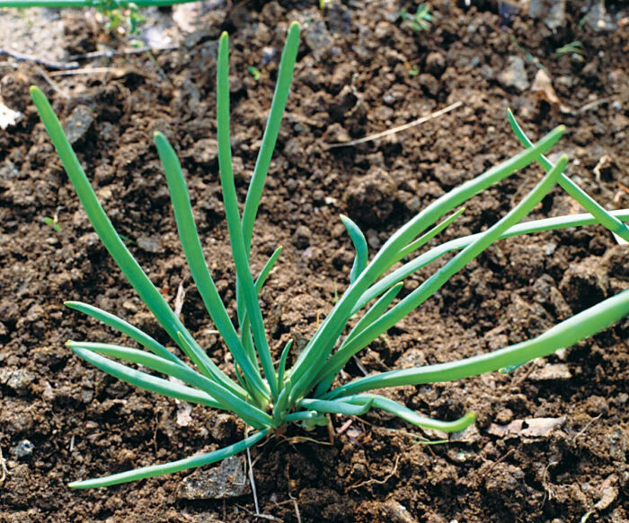 Growing Shallots in the Southern Plains - Fine Gardening
