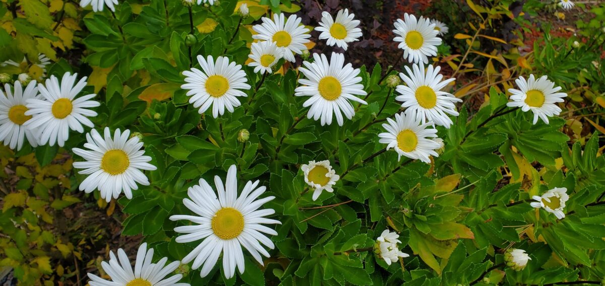 Embracing Fall With Maxine - Fine Gardening