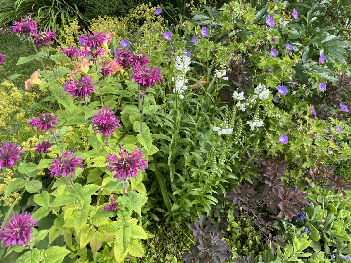 Gardening With Groundhogs in Massachusetts - Fine Gardening