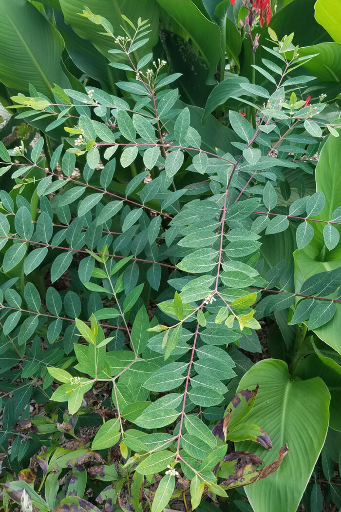 Episode 121: Wicked Plants - Fine Gardening