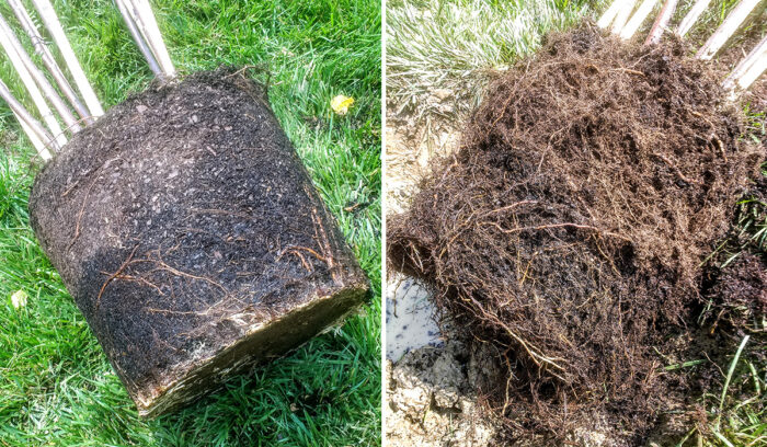 Tree Planting Tips - Fine Gardening