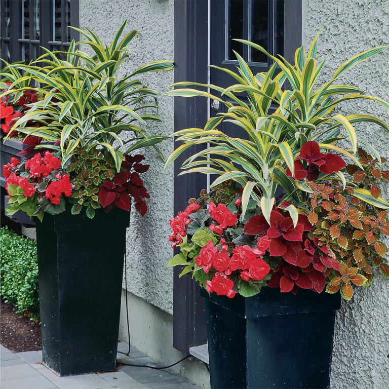 Great Designs for Container Groupings - Fine Gardening