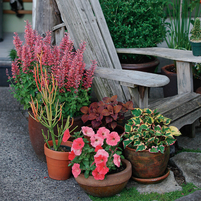 Great Designs for Container Groupings - Fine Gardening
