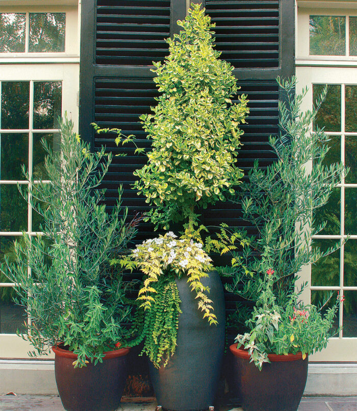 Great Designs for Container Groupings - Fine Gardening