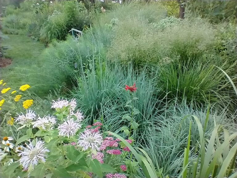 Grasses and Other Fall Beauties - Fine Gardening