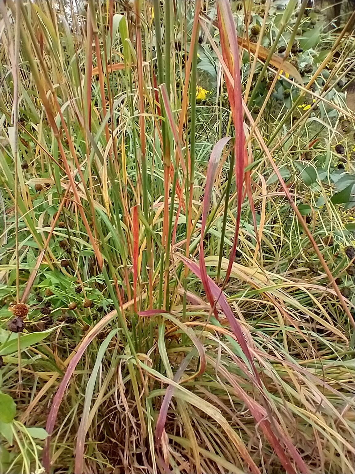 Grasses and Other Fall Beauties - Fine Gardening