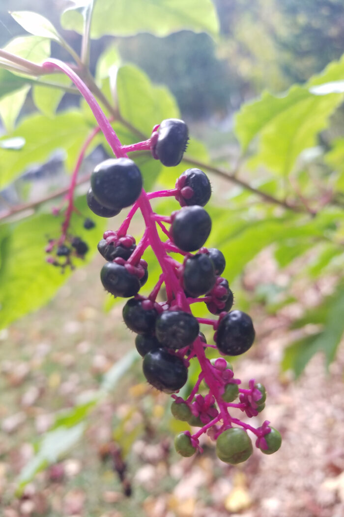 Episode 122: The Most Colorful Fall Plants - Fine Gardening