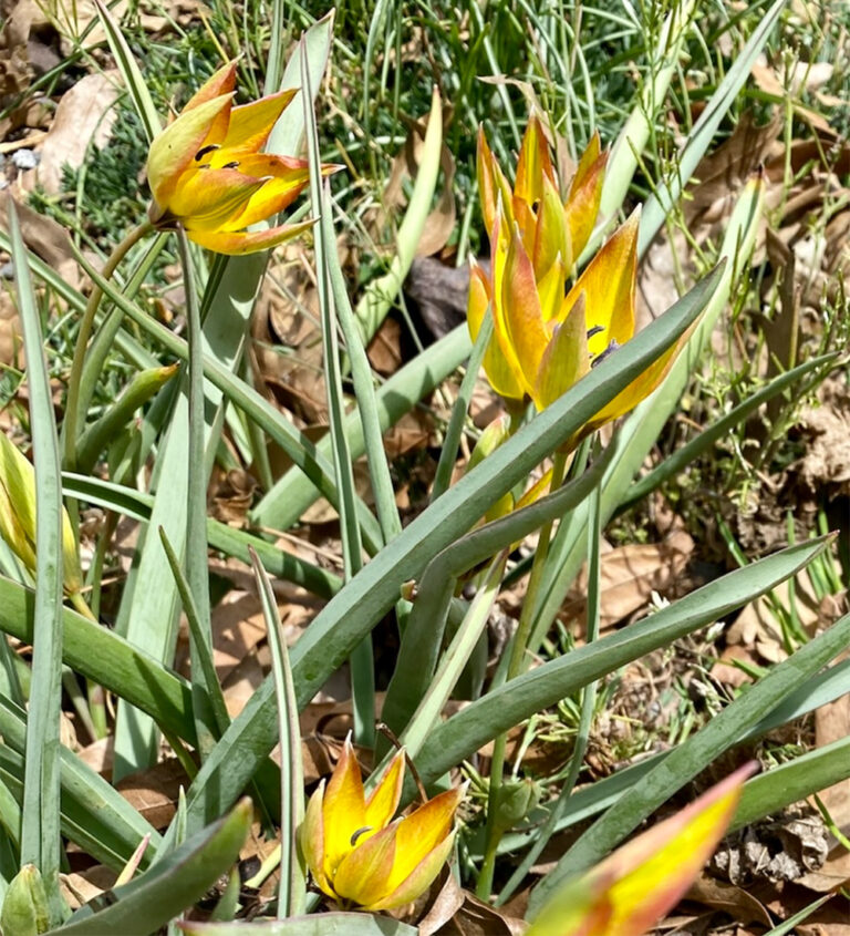 Plant a Succession of Unique Spring-Flowering Bulbs - Fine Gardening