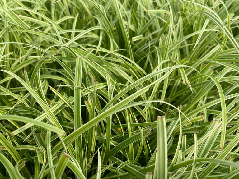 Use These Ground Covers as Lawn Substitutes - Fine Gardening