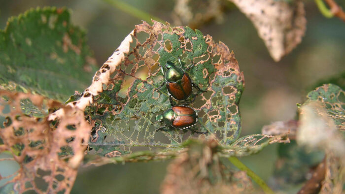 How to Get Rid of Japanese Beetles - Fine Gardening