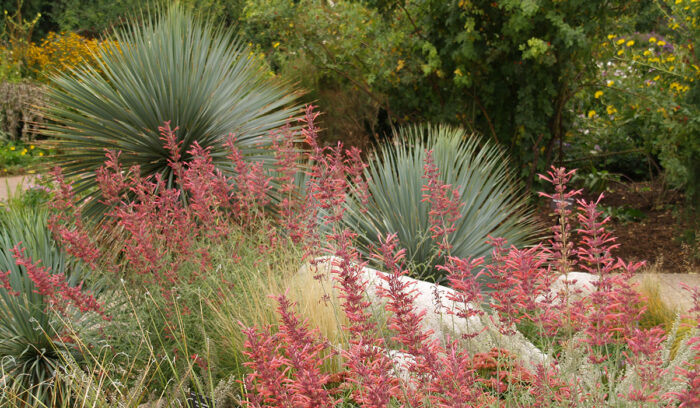 Plants That Can Grow in Both the High Desert and the Low Desert - Fine ...