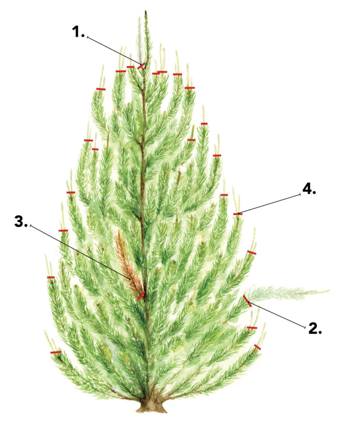 Columnar Conifers for Focal Points, Screening, and Tight Spaces - Fine Gardening