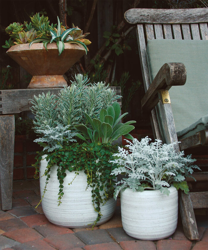 Spectacular Summer Container Designs: Part 1 - Fine Gardening