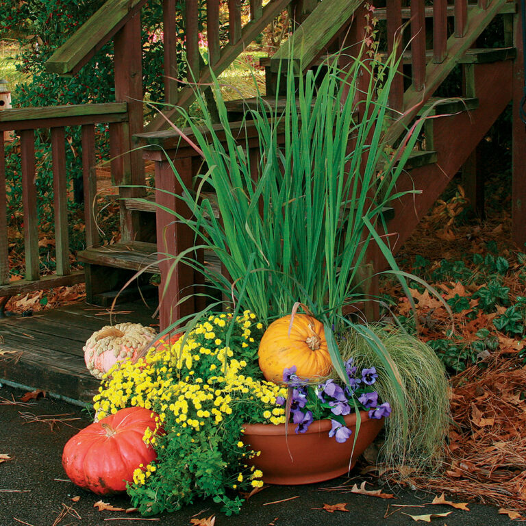 Cold-Weather Combinations for Fall Containers - Fine Gardening
