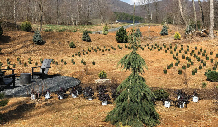 How to Design a Stylized Meadow Garden - Fine Gardening