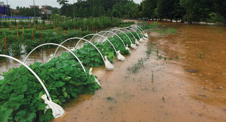 Solutions for Common Gardening Mistakes - Fine Gardening