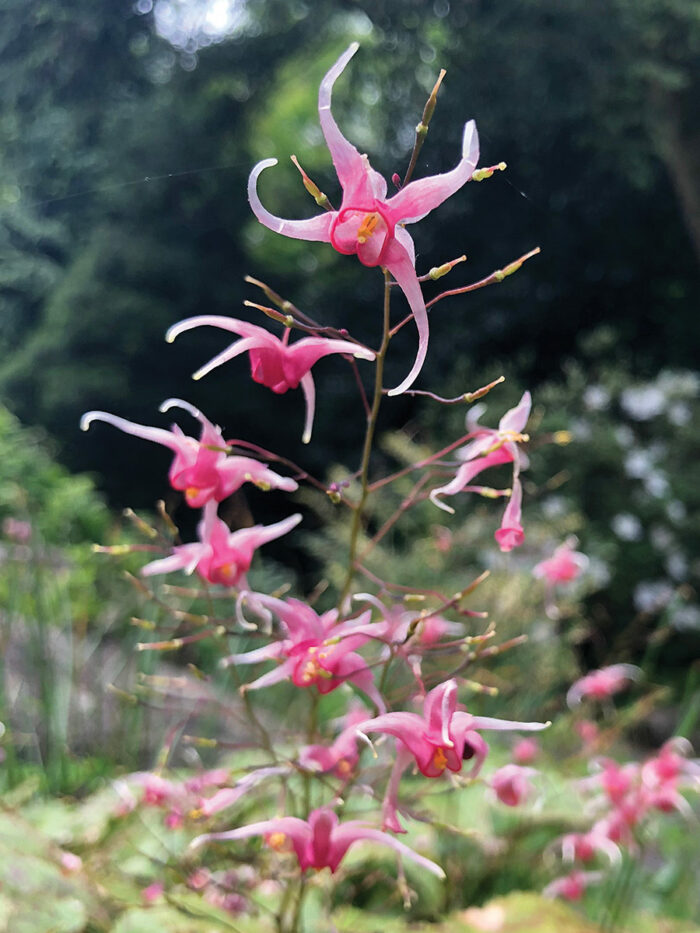 Plants That Bloom in Late Winter or Early Spring - Fine Gardening