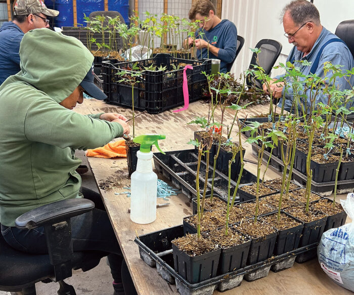 Plant Grafting 101 - Fine Gardening